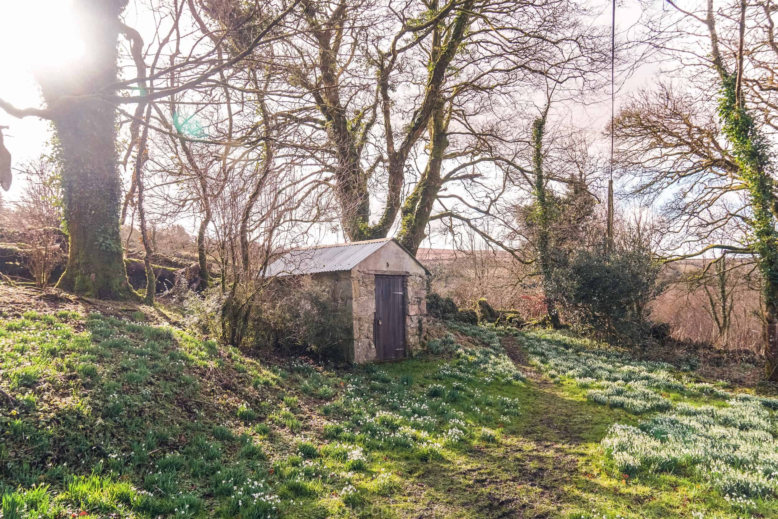 Spring in Devon: In Search of Snowdrops on Dartmoor | solosophie