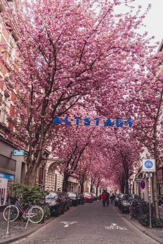 Where to Enjoy the Best of Bonn Cherry Blossom | solosophie