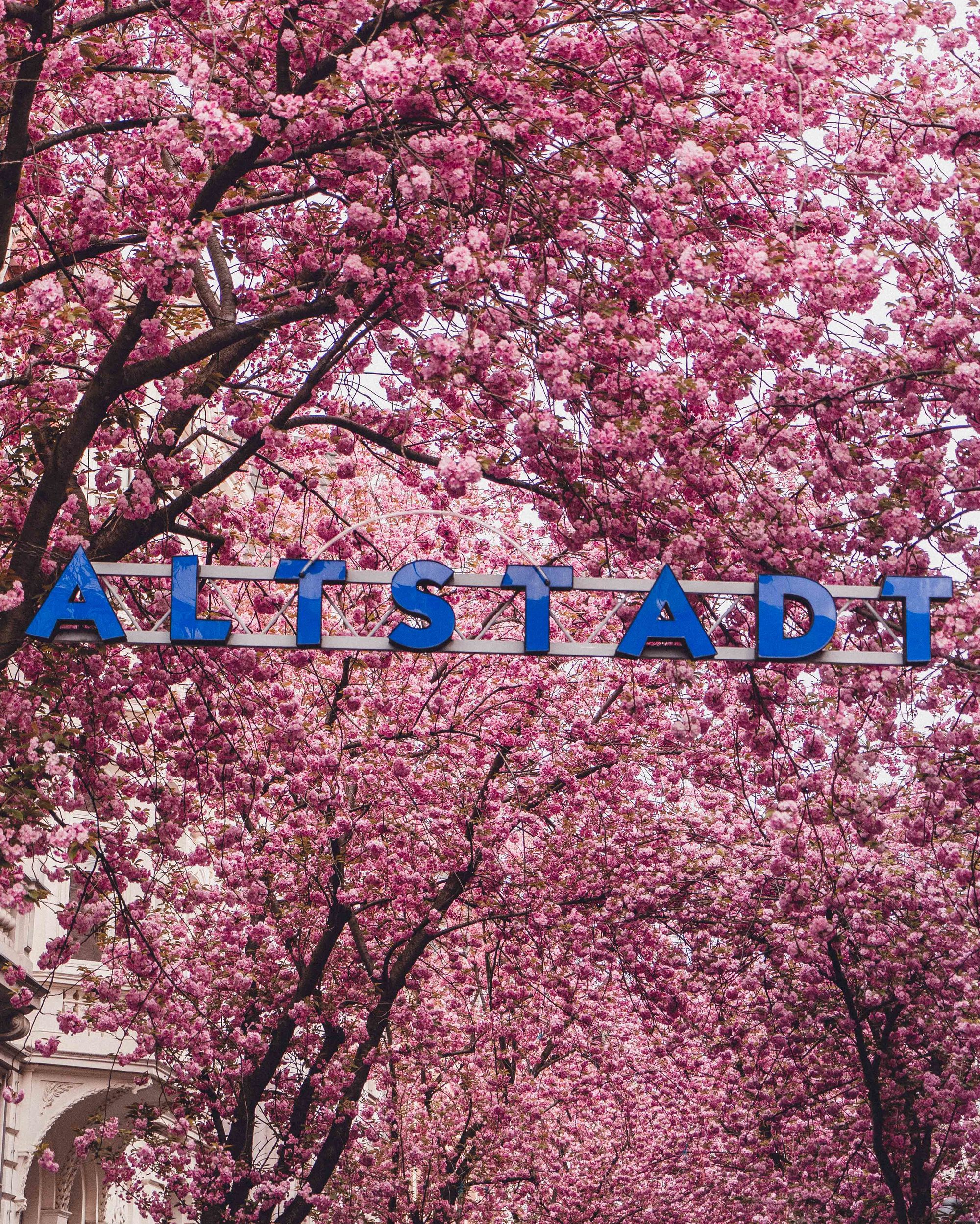 Where to Enjoy the Best of Bonn Cherry Blossom | solosophie