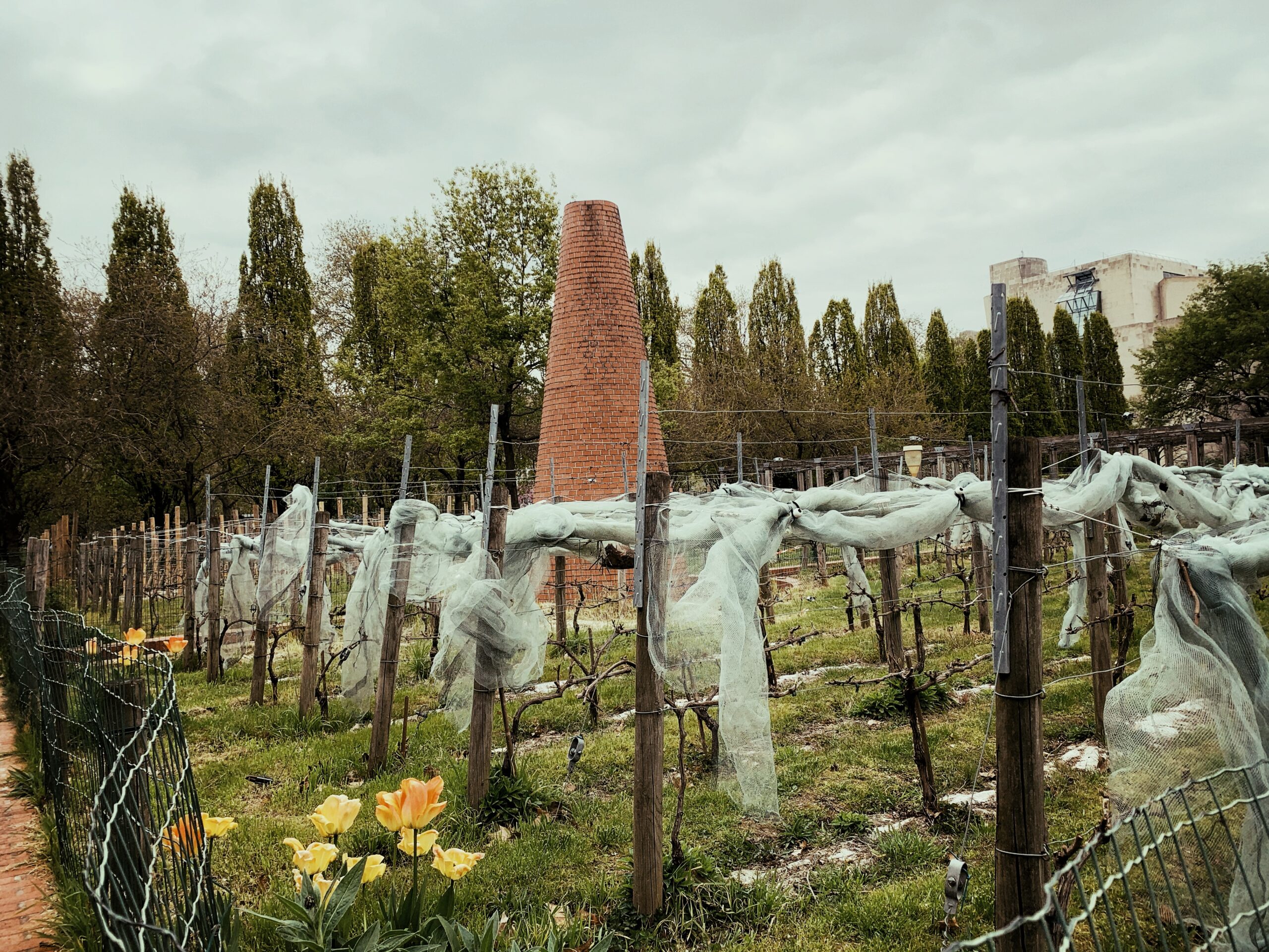 Surprise! The Hidden Paris Vineyards You've Never Heard of.. | solosophie