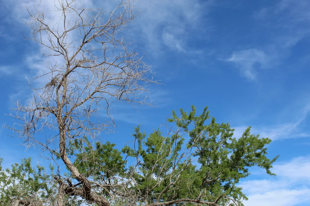 How to Visit Skull Rock in Joshua Tree, California