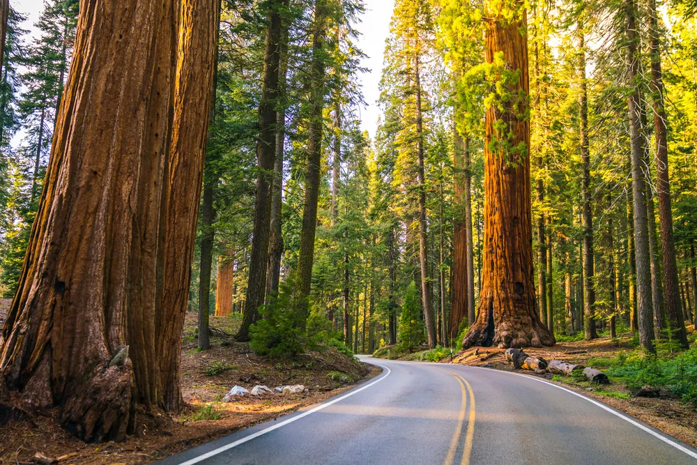 The Perfect 2 Days in Sequoia and Kings Canyon Itinerary