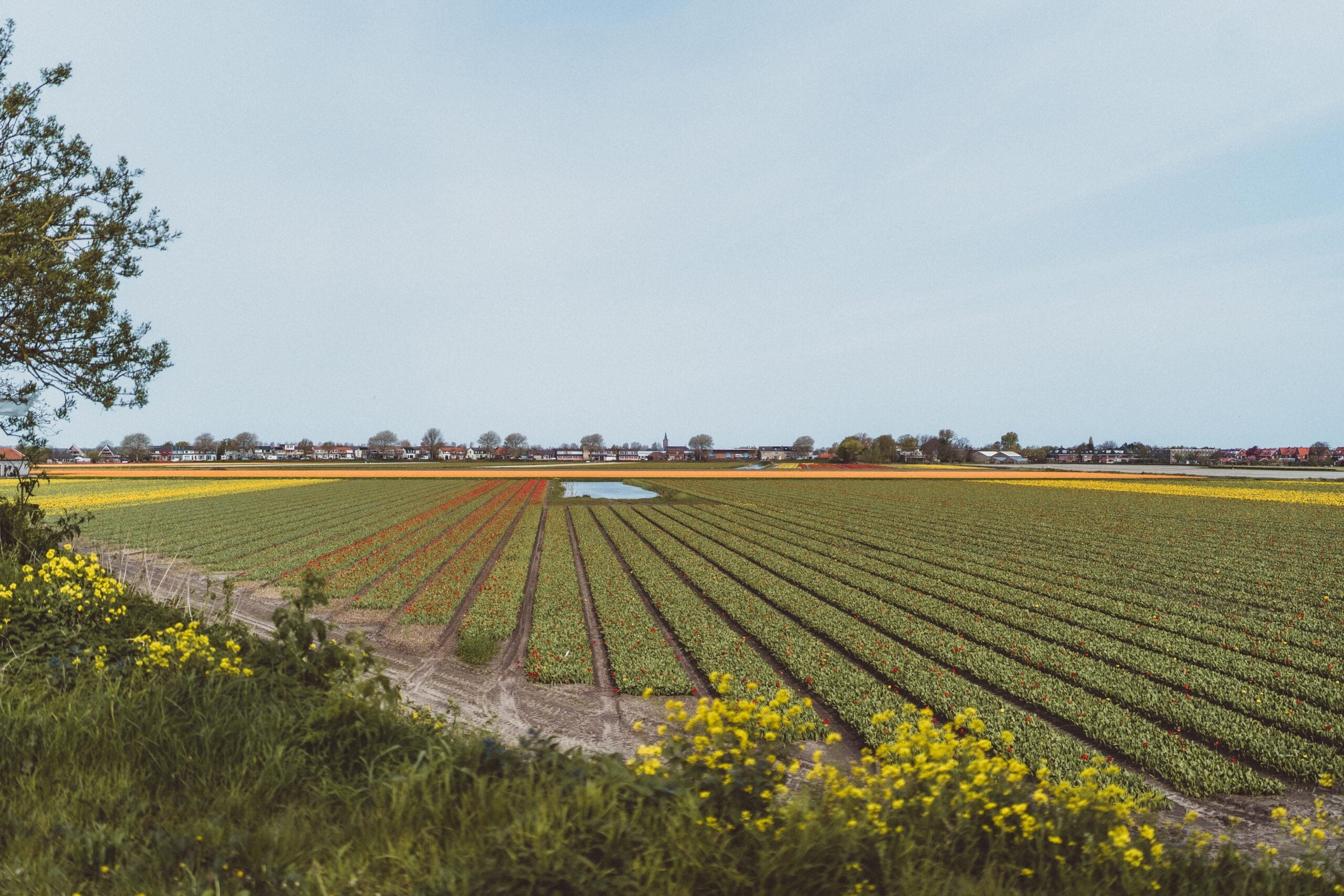 A Guide to the Best Things to do in Hillegom | solosophie