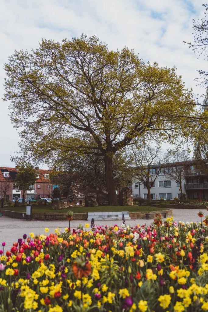A Guide to the Best Things to do in Hillegom | solosophie