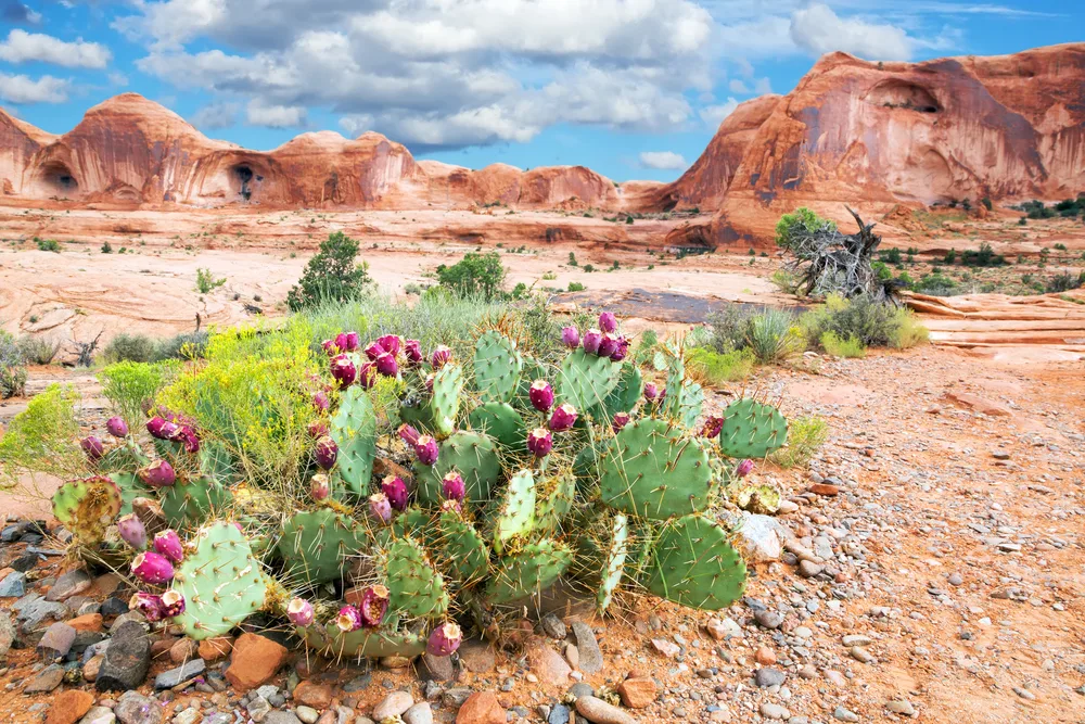 How to Spend the Perfect 3 Days in Moab Itinerary | solosophie
