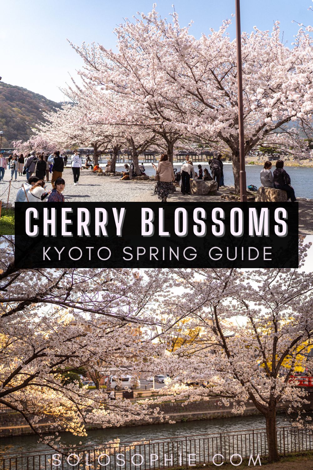 Where to Find the Best Cherry Blossoms in Kyoto | solosophie