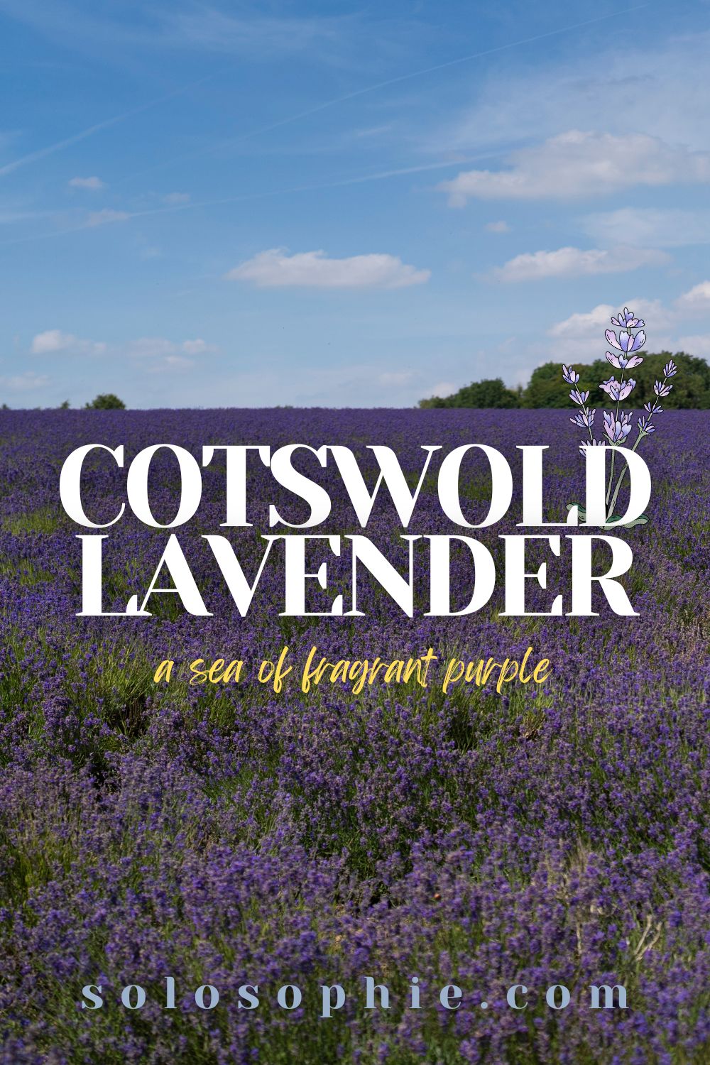 How To Visit Cotswold Lavender: A Fragrant Sea of Purple | solosophie