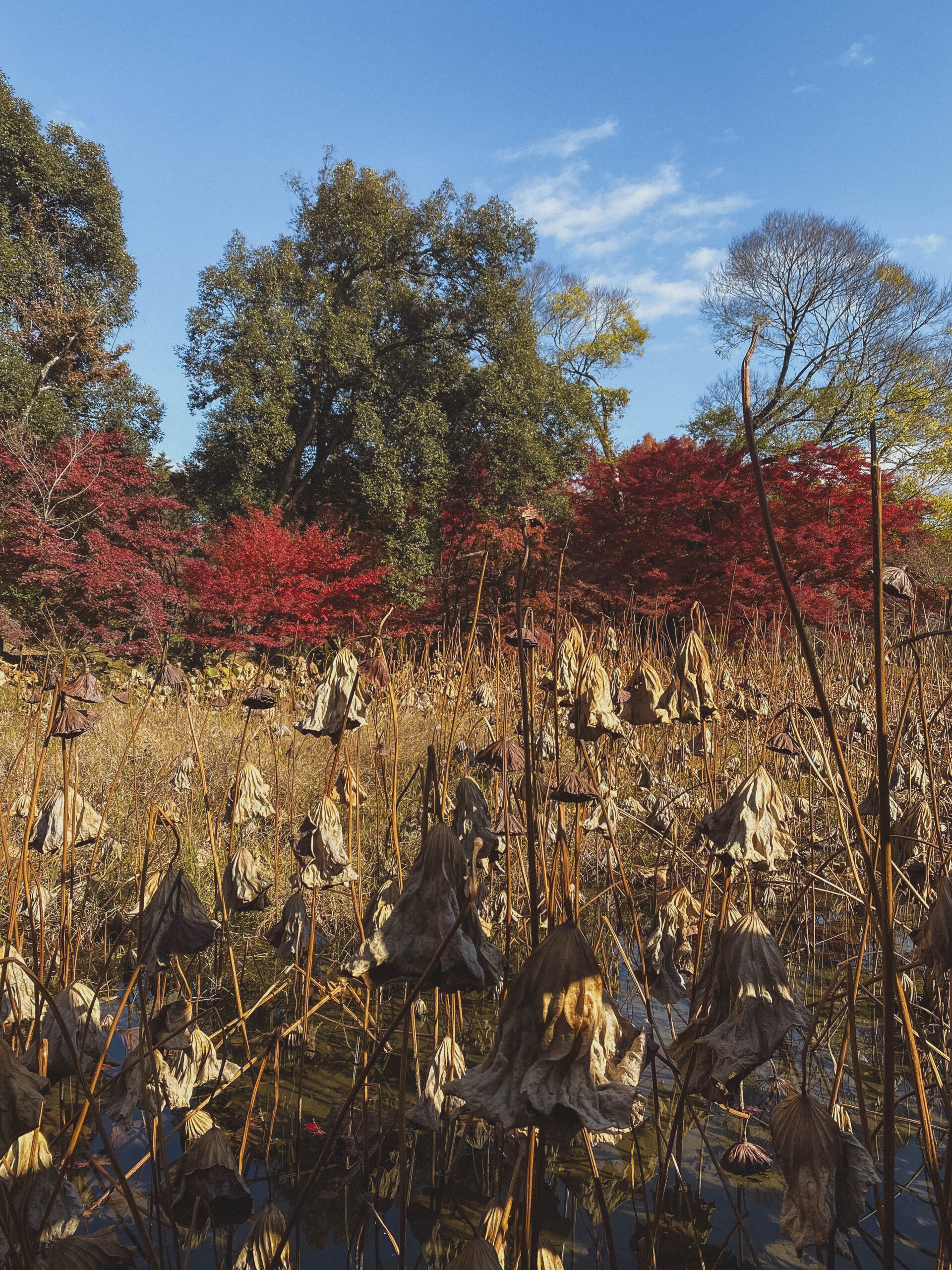 Kyoto Fall (2026) Travel Guide: Best Spots for Autumn Foliage | solosophie