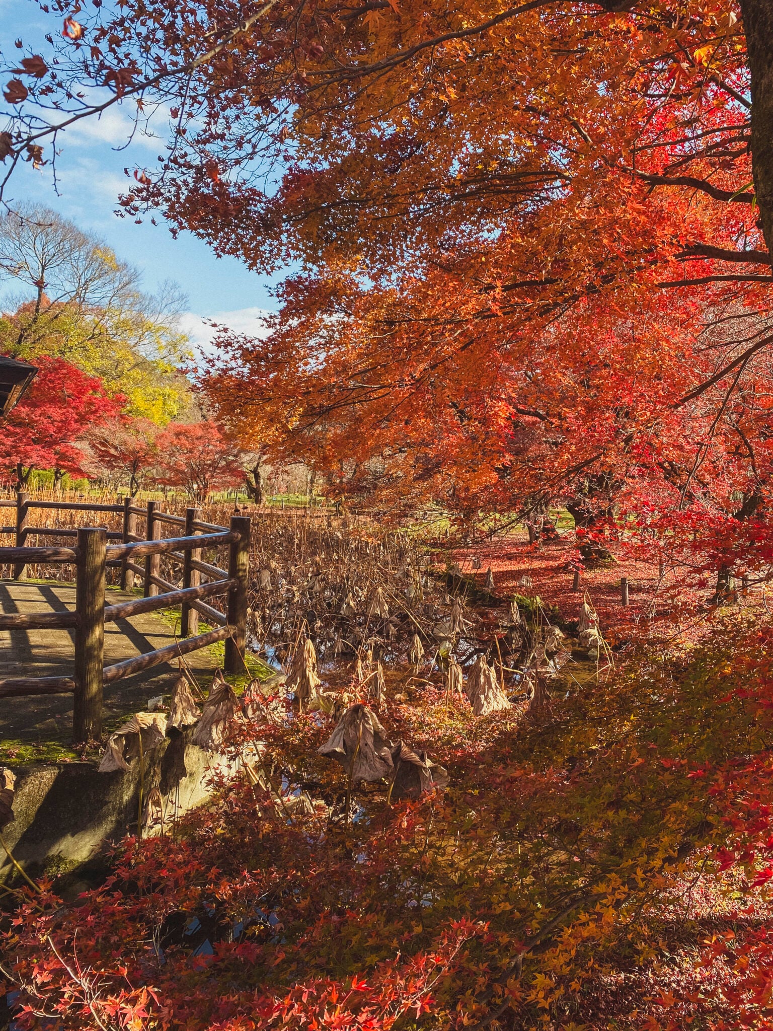 Kyoto Fall (2026) Travel Guide: Best Spots for Autumn Foliage | solosophie