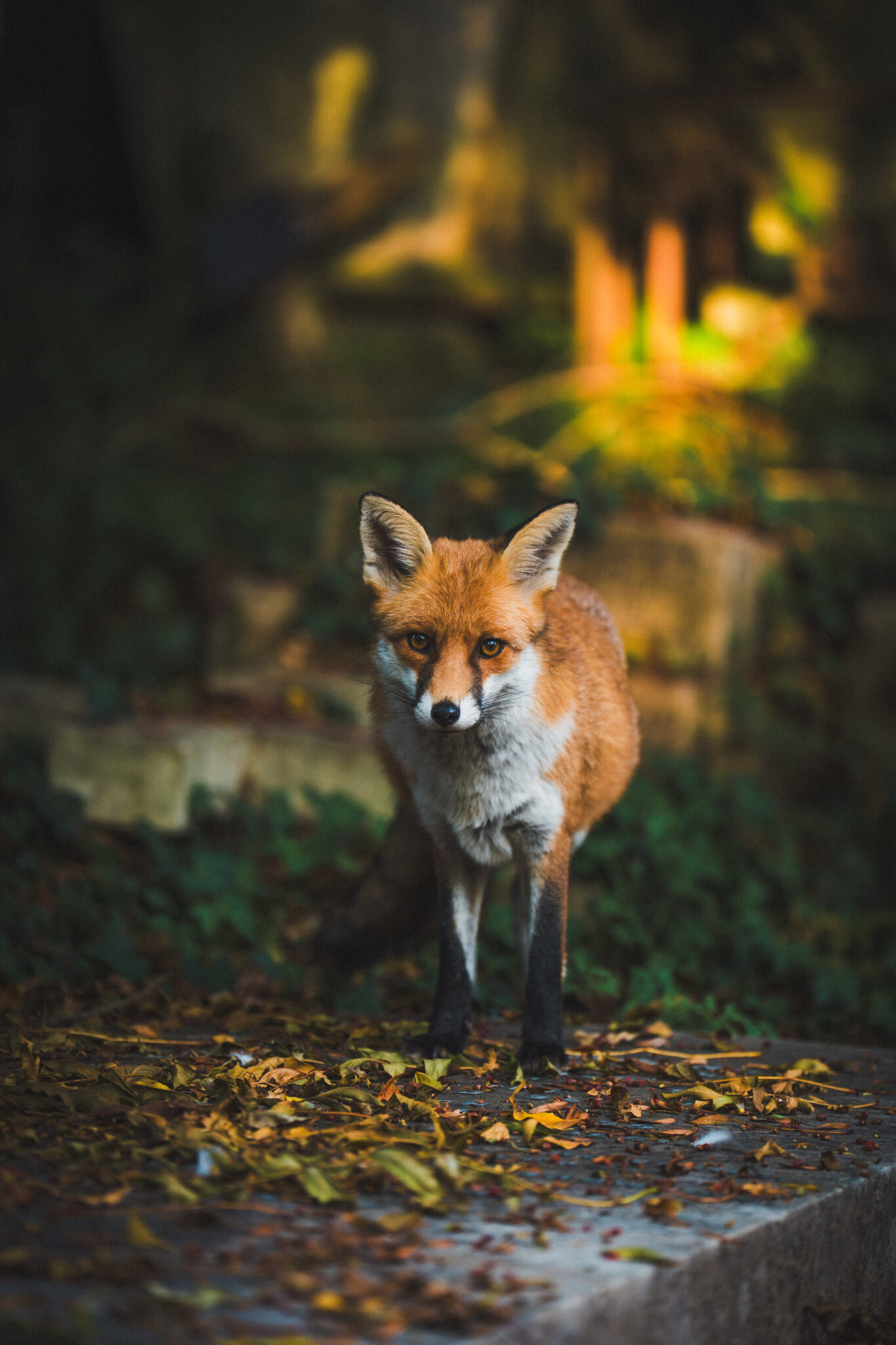 Best Things to Do in Highgate: A Perfect One Day Itinerary | solosophie